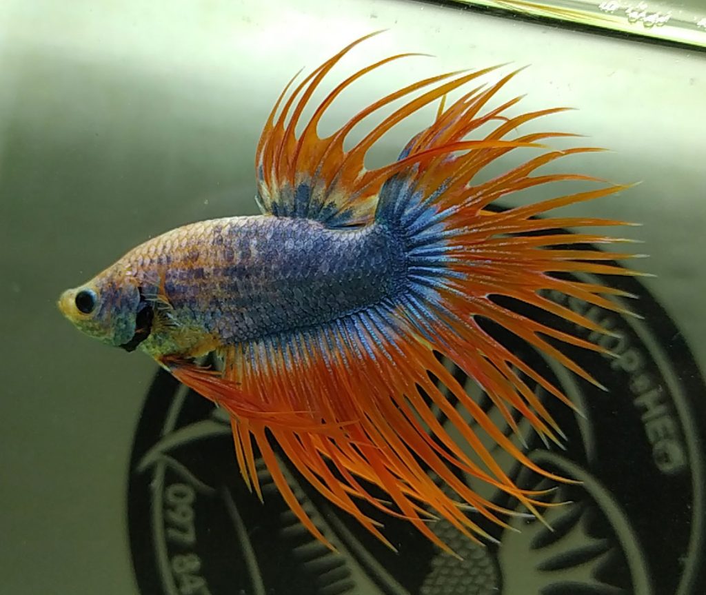 Các Dòng Cá Chọi Được Săn Đón Nhất Hiên Nay